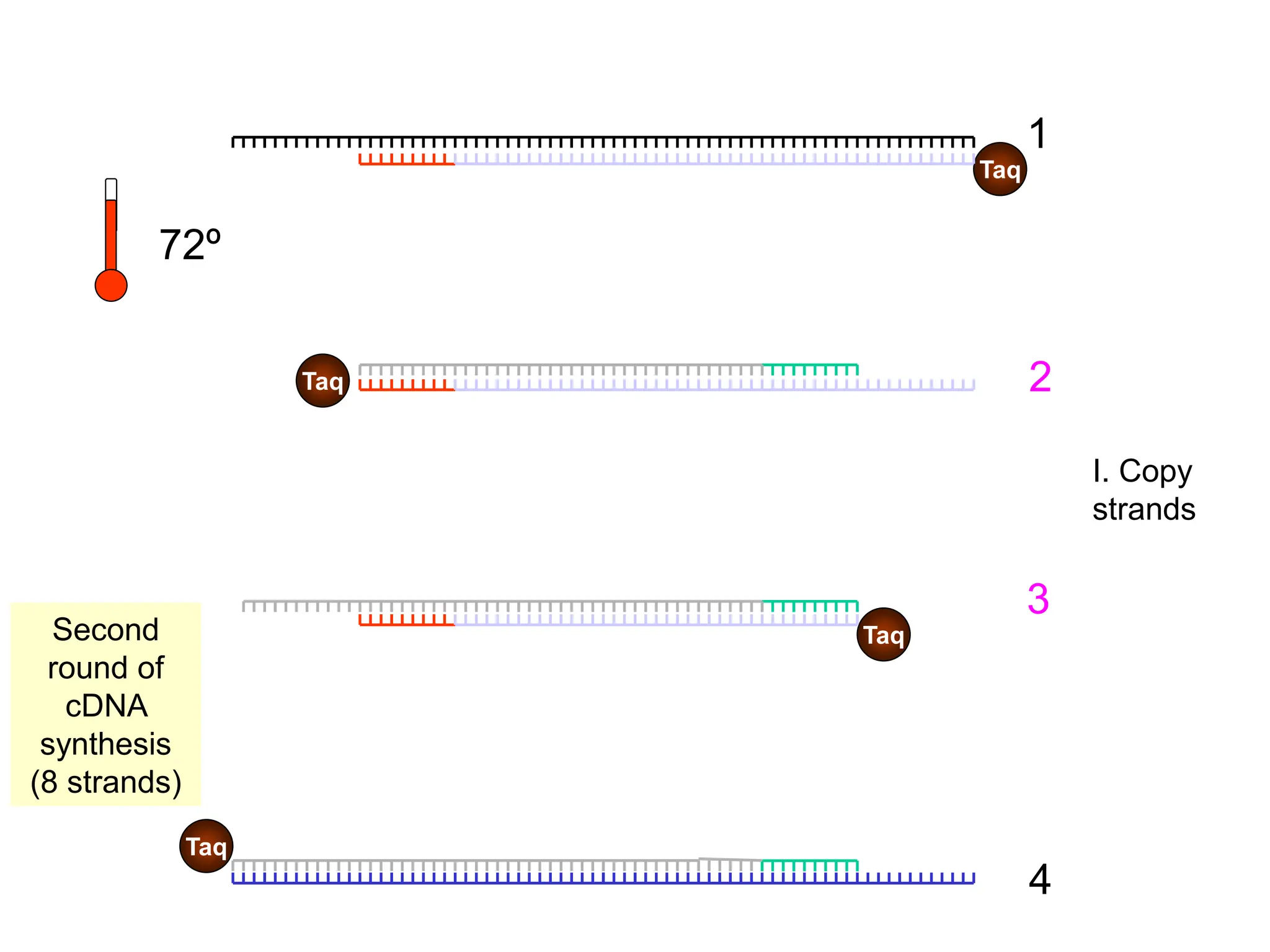pcr-short description of process of polymerase chain reaction | PPT ...