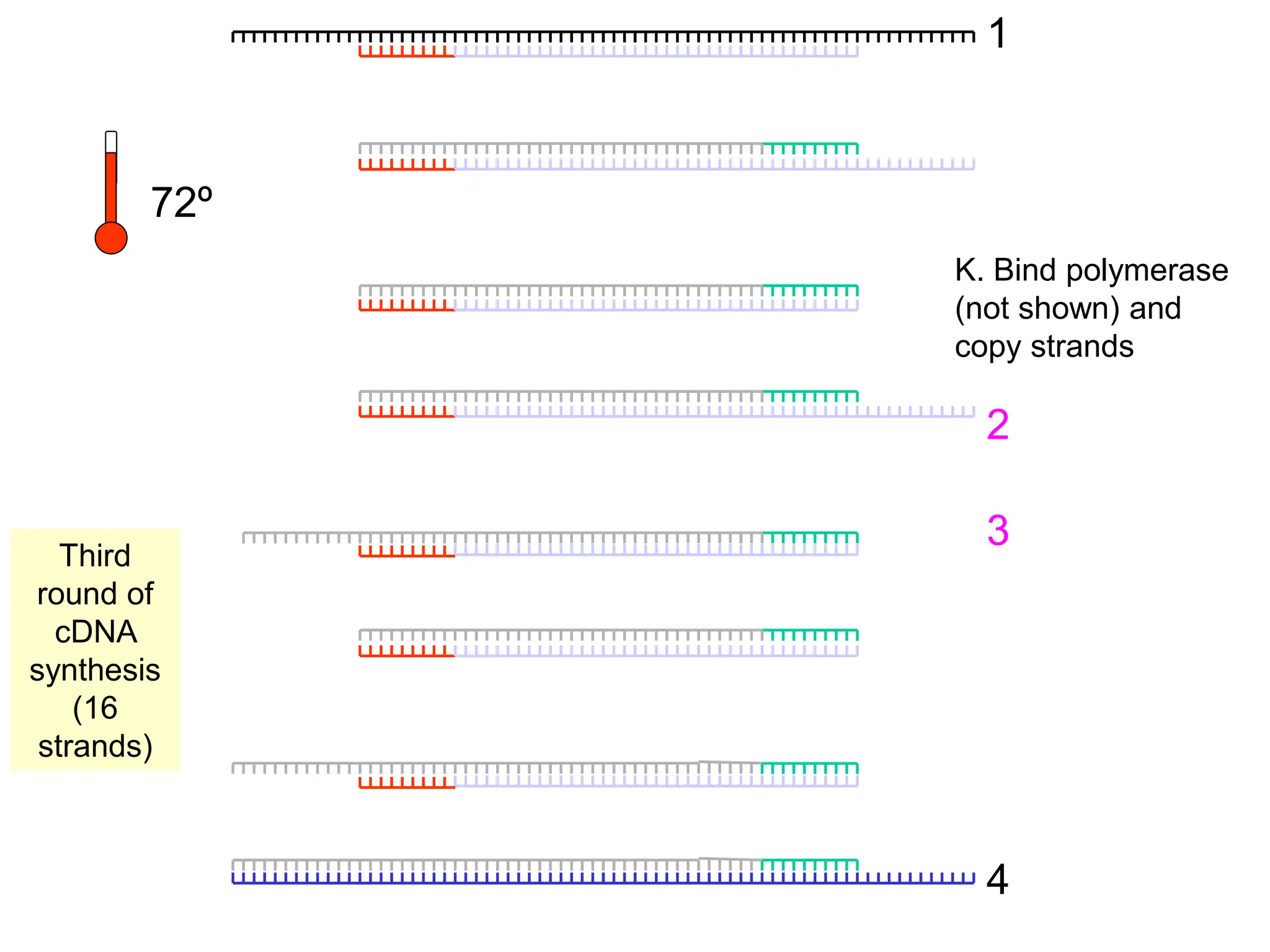 pcr-short description of process of polymerase chain reaction | PPT