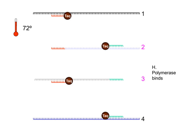 pcr-short description of process of polymerase chain reaction | PPT