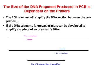 Pcr and its applications | PPT