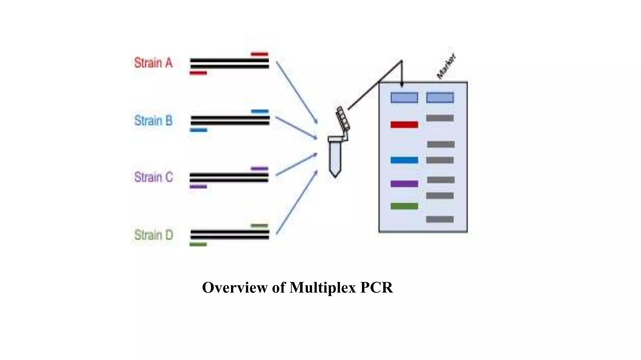 _PCR and its different types.pptx | Chemistry | Science