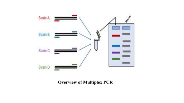 _PCR and its different types.pptx | Chemistry | Science