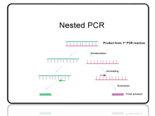 PCR AND ITS TYPE | PPTX