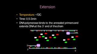 Pcr and its types | PPTX