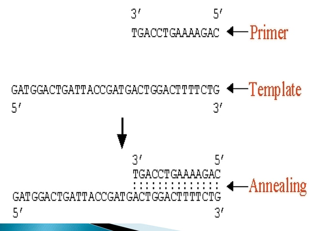Pcr and primer designing | PPTX