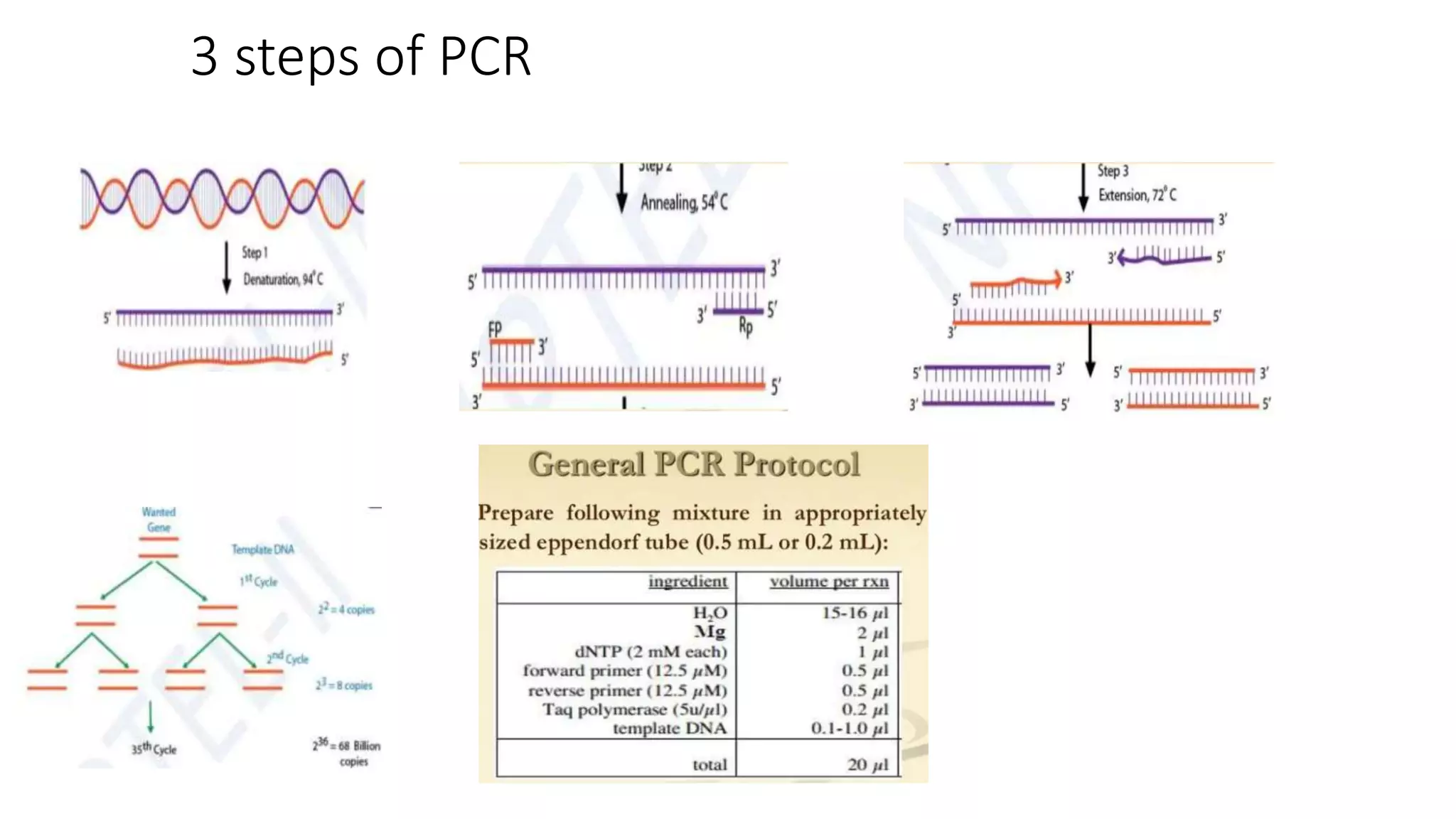 PCR and primer design techniques | PPTX