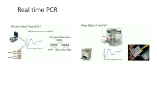 PCR and primer design techniques | PPTX