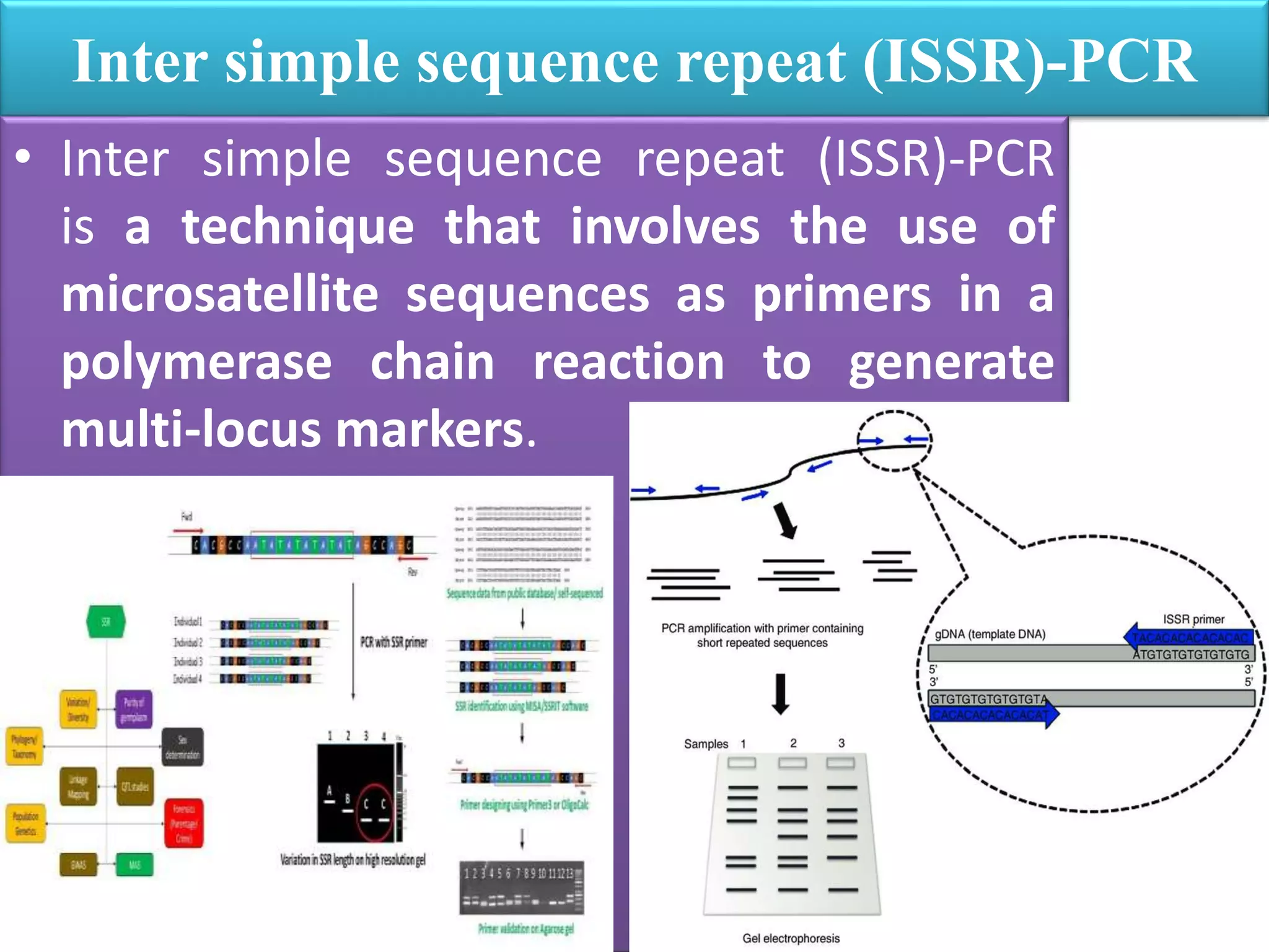 PCR applications.pptx