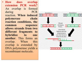 PCR applications.pptx