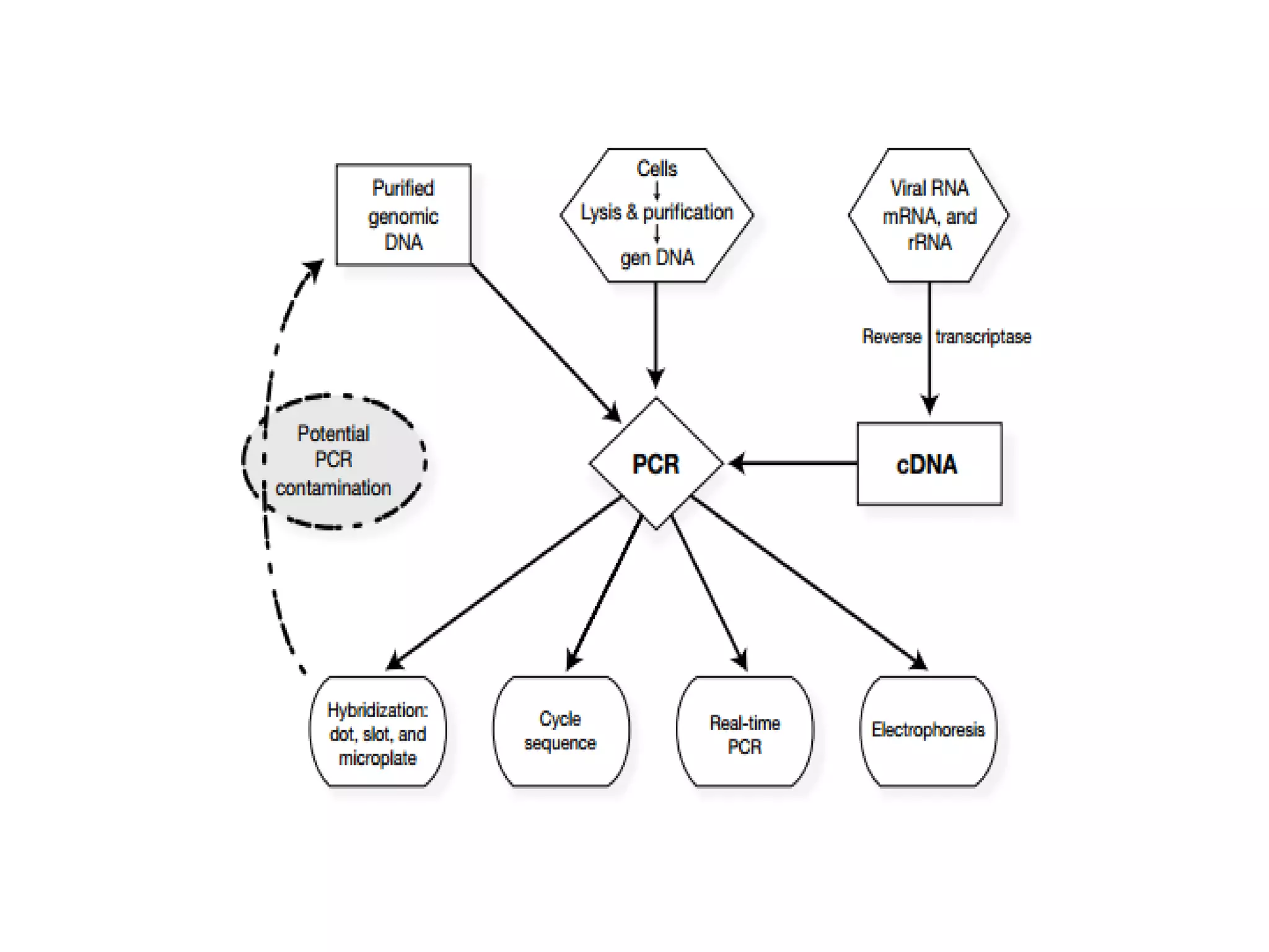 Pcr contamination prevention | PDF