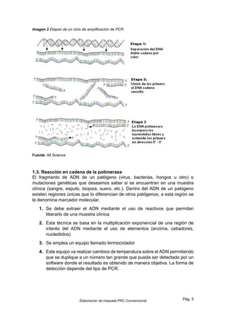 Pcr convencional | PDF