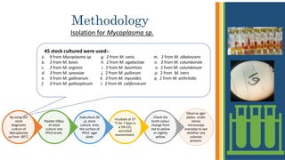 PCR for Mycoplasma sp. using VRI’s Stocks Culture (11.1.23).pptx