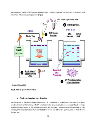 Pcr & gel | DOCX