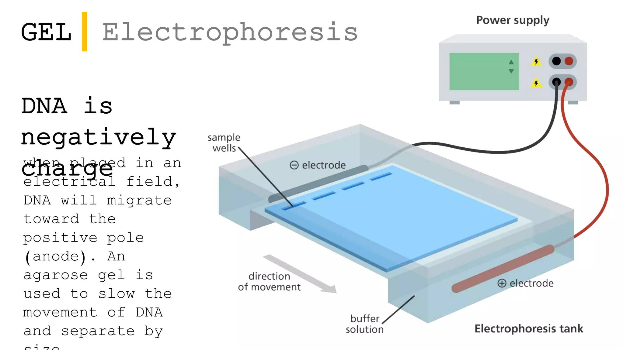 PCR & Gel Electrophoresis - Chaidir Adam 2018 | PPTX