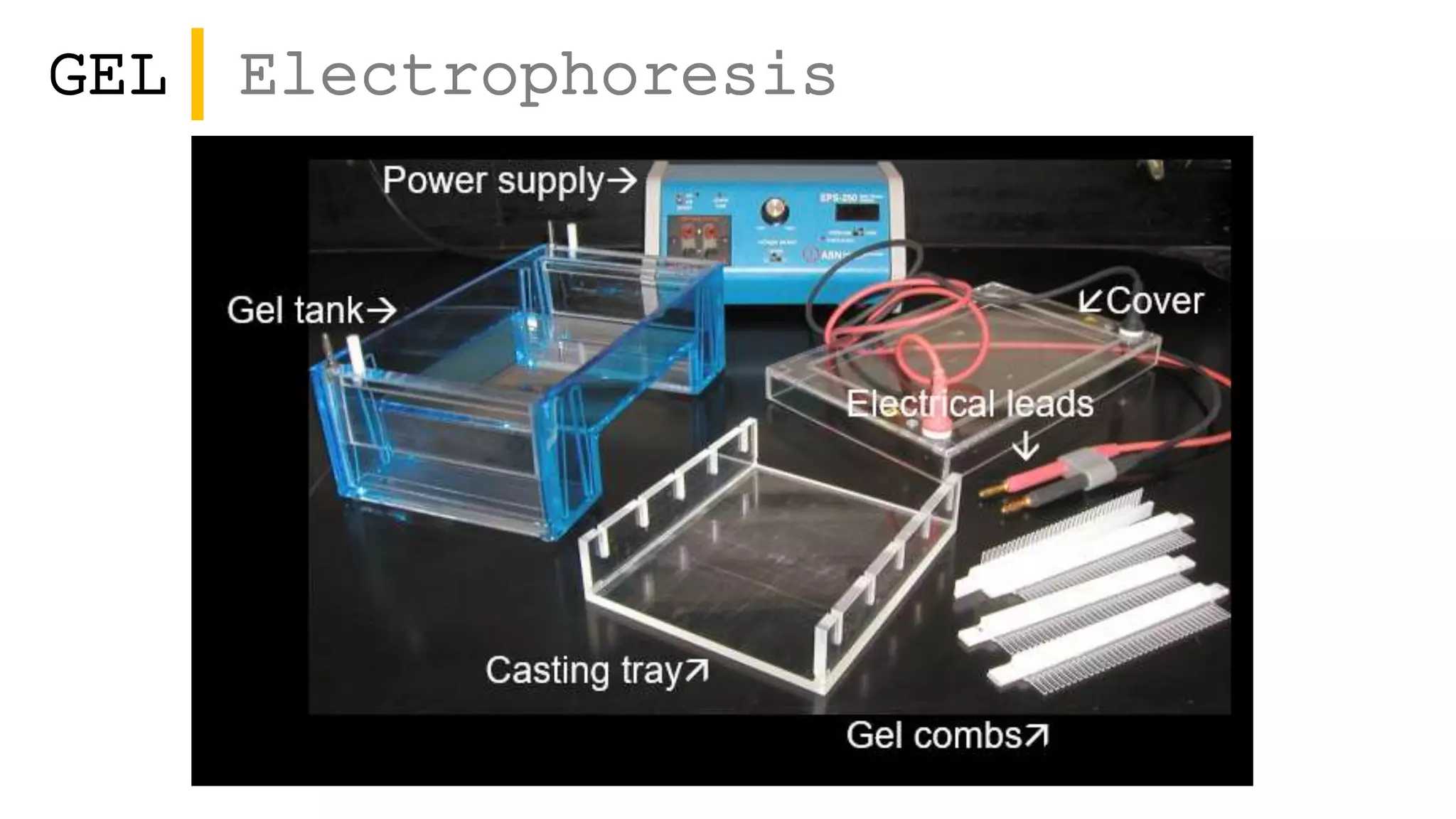 PCR & Gel Electrophoresis - Chaidir Adam 2018 | PPTX