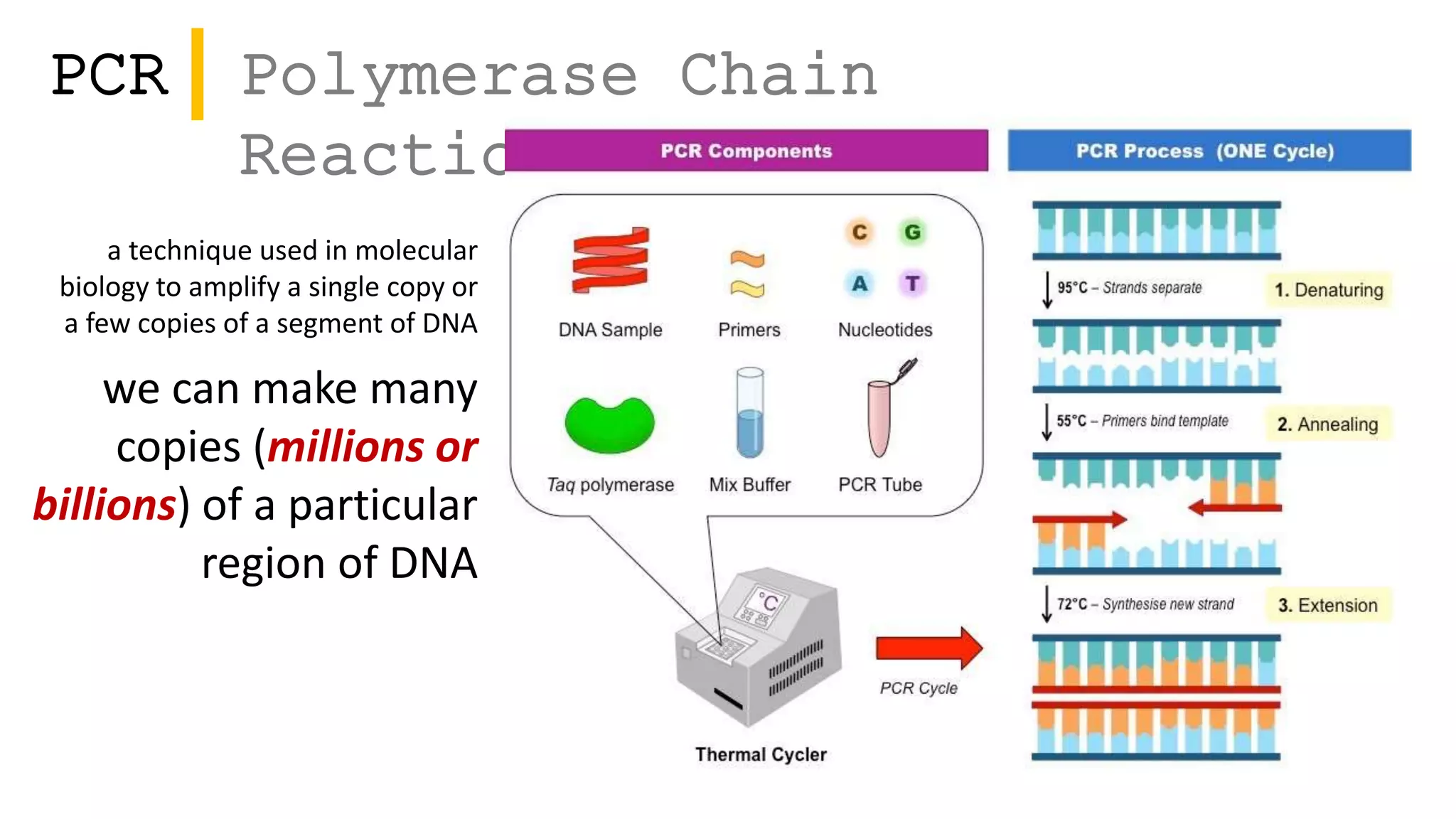 PCR & Gel Electrophoresis - Chaidir Adam 2018 | PPTX