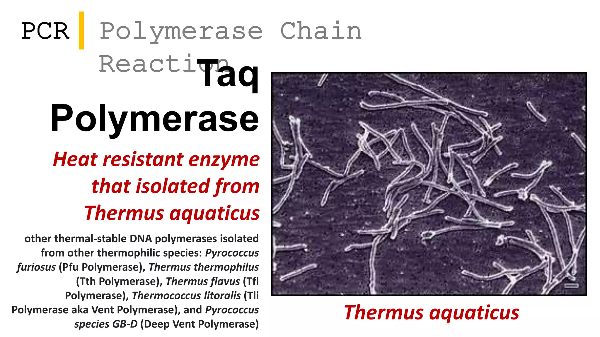 PCR & Gel Electrophoresis - Chaidir Adam 2018 | PPTX