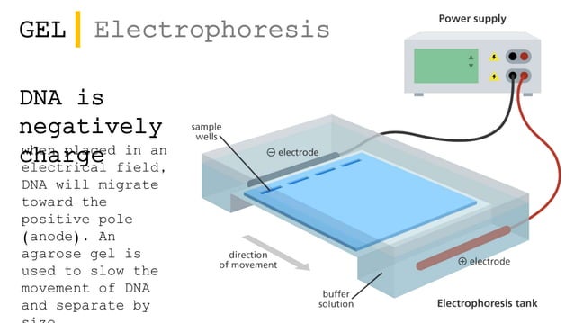 PCR & Gel Electrophoresis - Chaidir Adam 2018 | PPTX