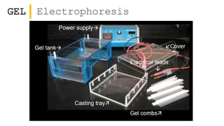 PCR & Gel Electrophoresis - Chaidir Adam 2018 | PPTX