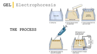 PCR & Gel Electrophoresis - Chaidir Adam 2018 | PPTX