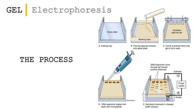 PCR & Gel Electrophoresis - Chaidir Adam 2018 | PPTX