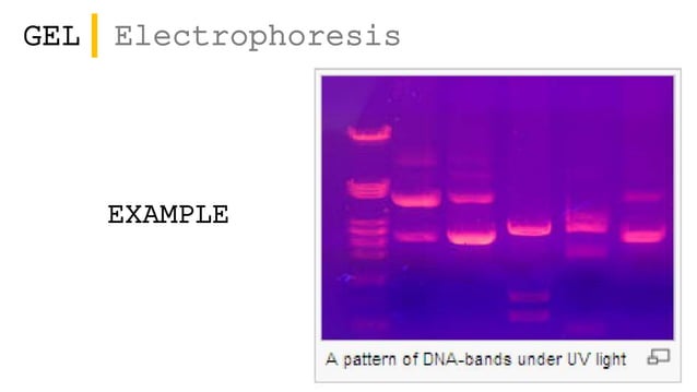 PCR & Gel Electrophoresis - Chaidir Adam 2018 | PPTX