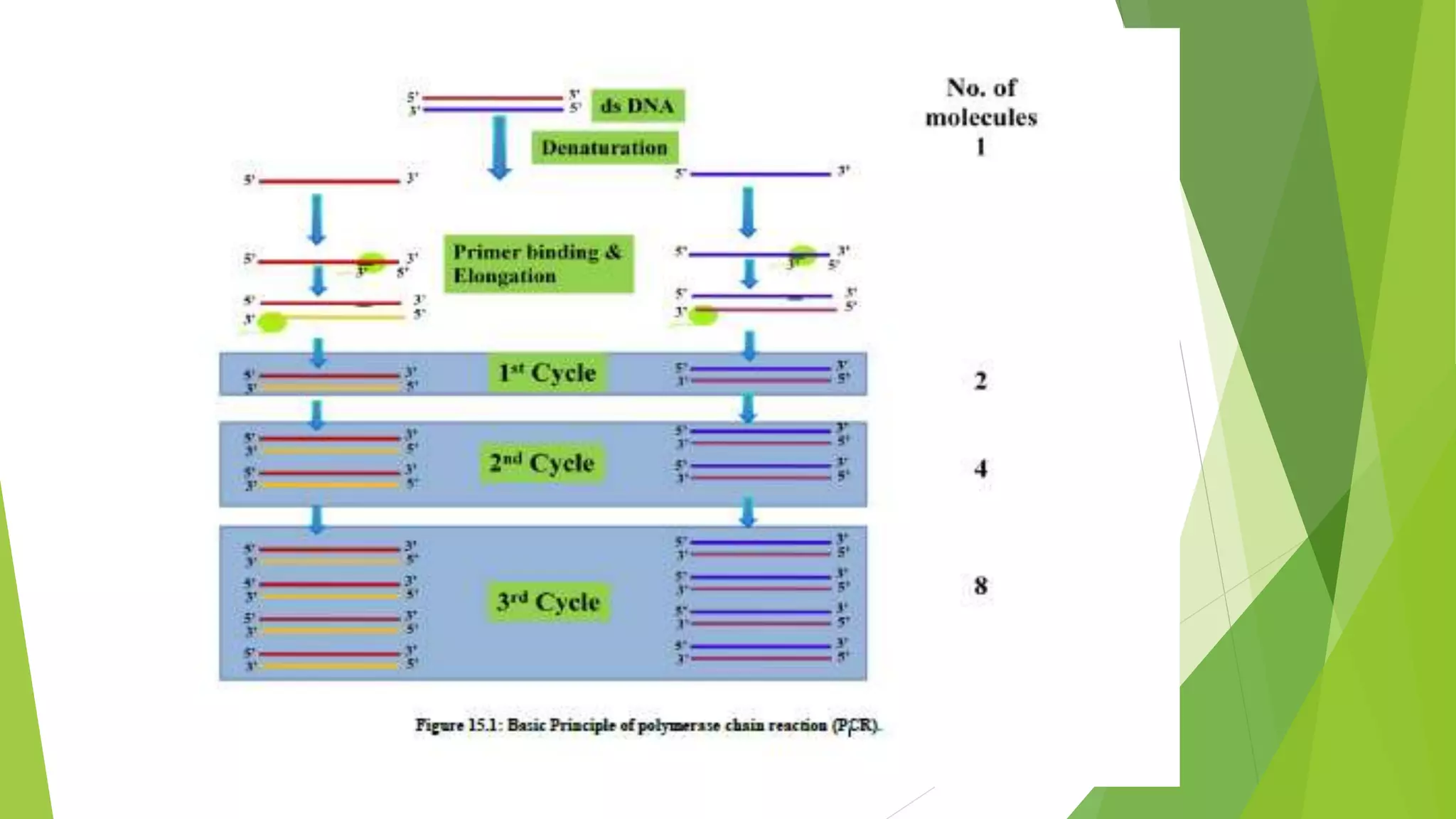 PCR its principle and application related to botany.pptx