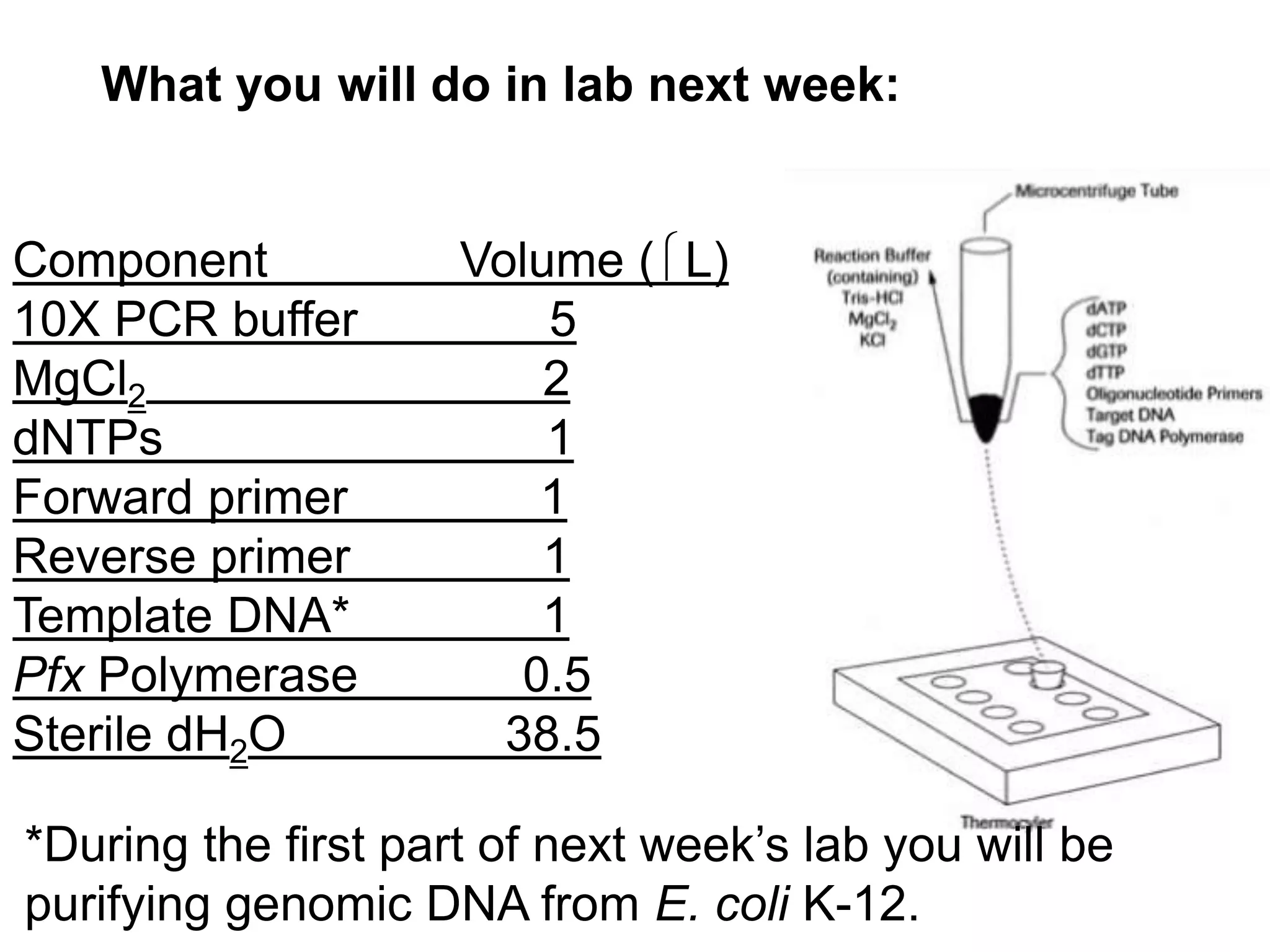 Polymerase Chain Reaction (PCR) Lecture | PPT