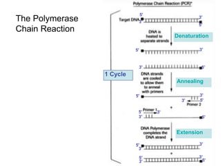 Polymerase Chain Reaction (PCR) Lecture | PPT | Chemistry | Science