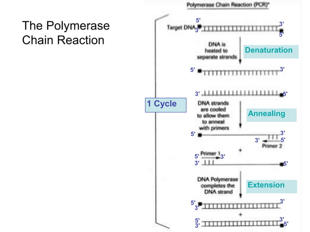 Polymerase Chain Reaction (PCR) Lecture | PPT