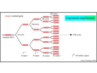 Polymerase Chain Reaction (PCR) Lecture | PPT | Chemistry | Science