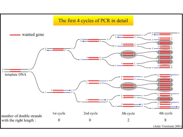 Polymerase Chain Reaction (PCR) Lecture | PPT | Chemistry | Science