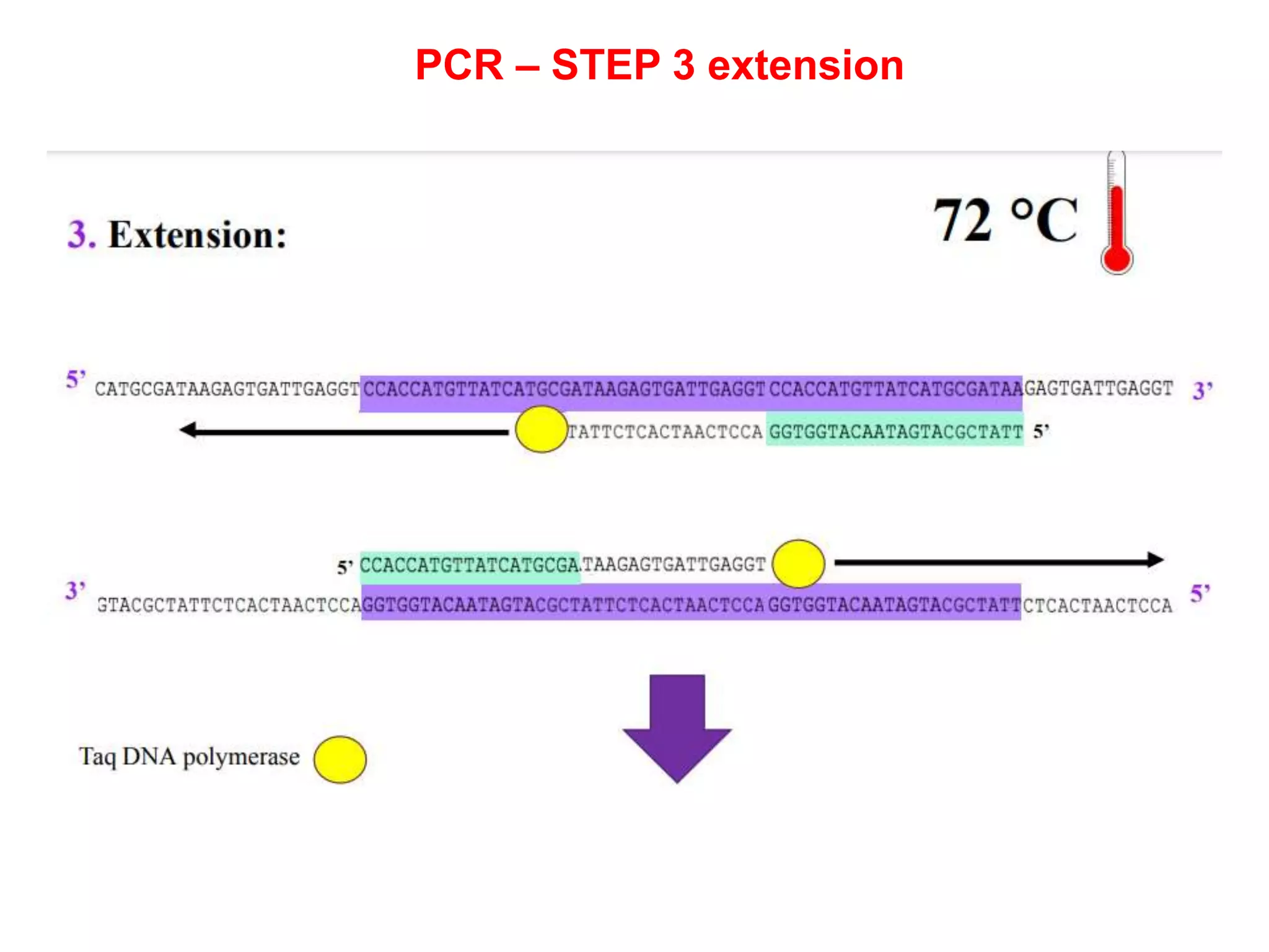 PCR LECTURE.ppt