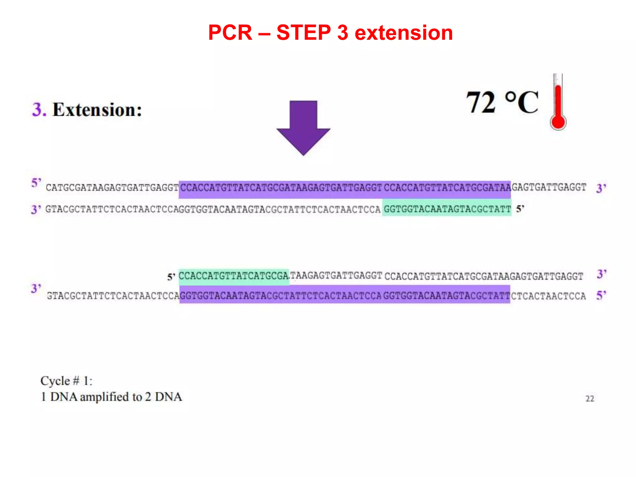 PCR LECTURE.ppt