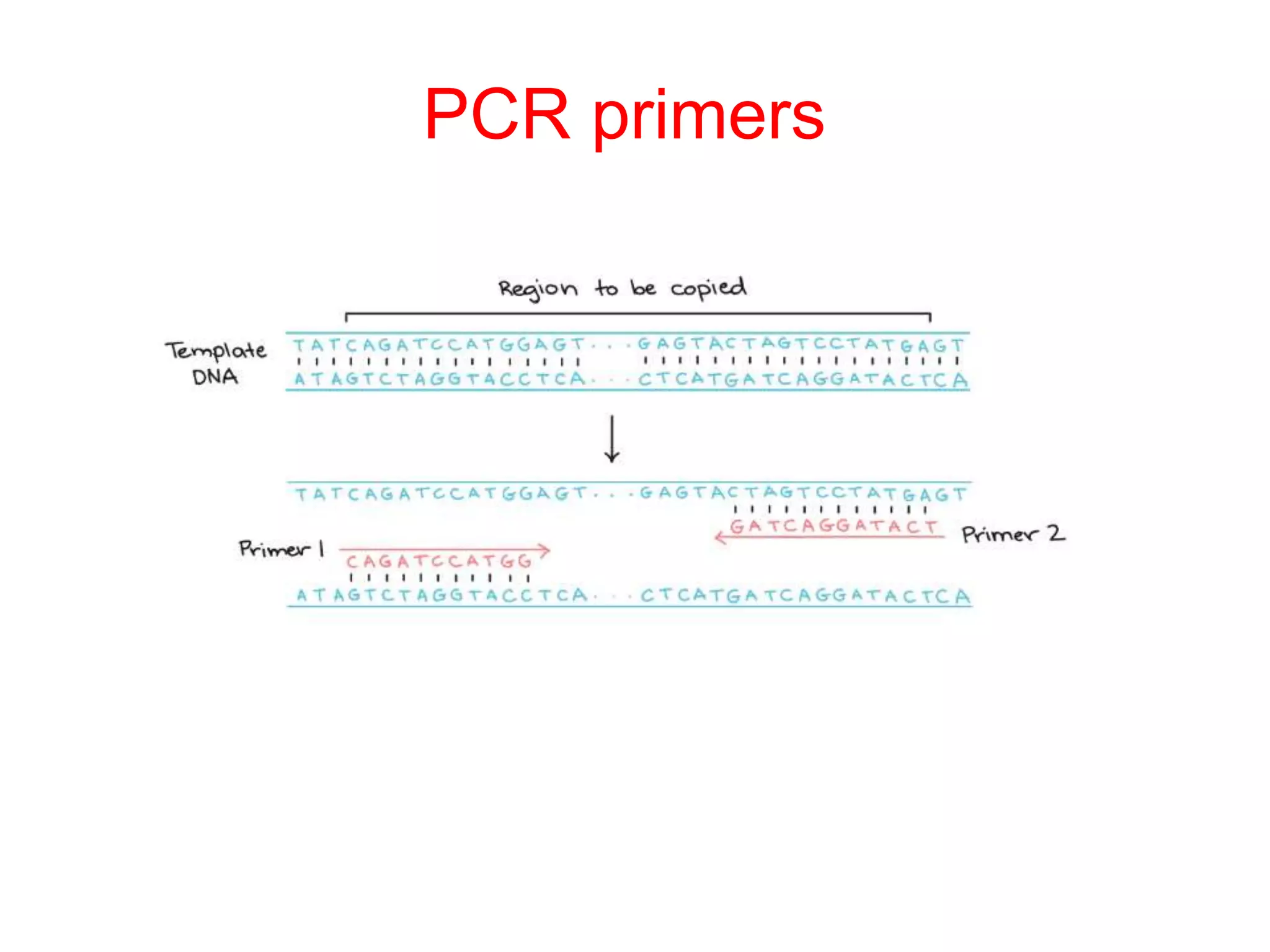 PCR LECTURE.ppt