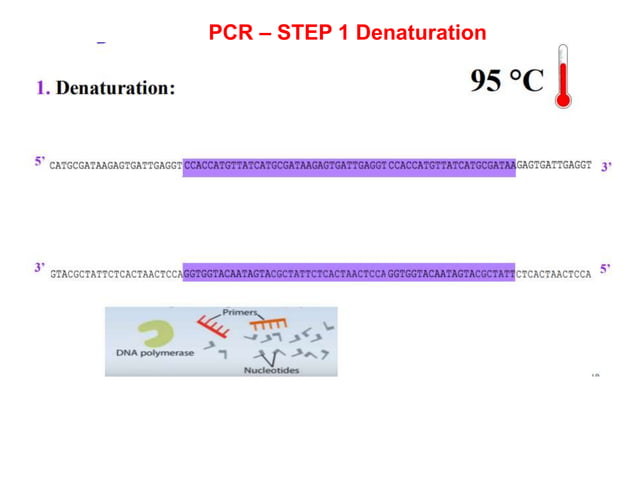 PCR LECTURE.ppt