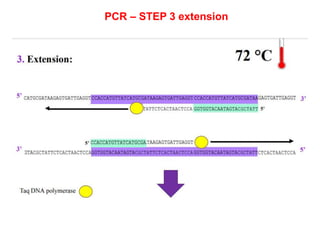 PCR LECTURE.ppt