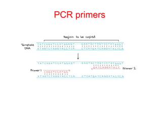 PCR LECTURE.ppt