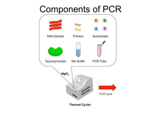 PCR LECTURE.ppt