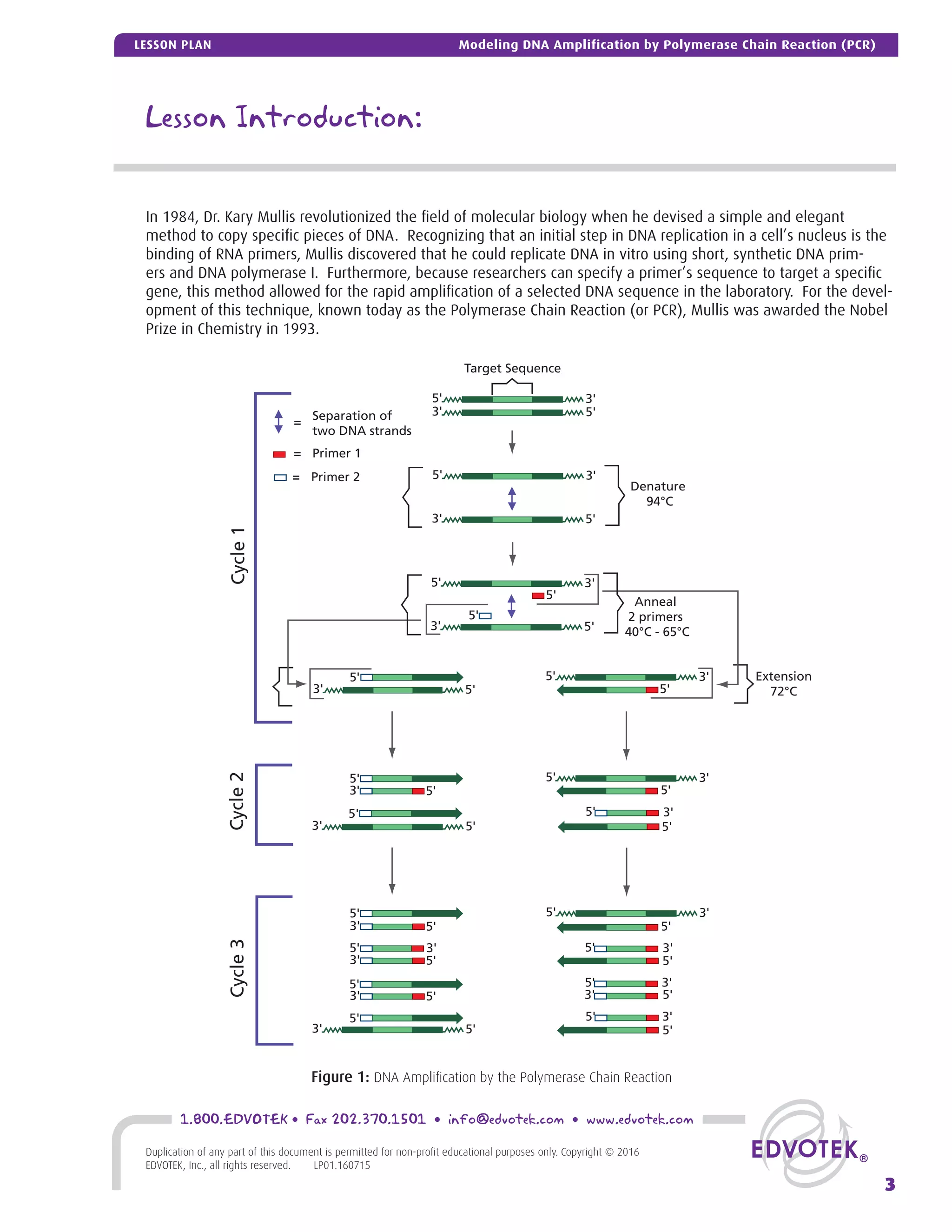 Modeling DNA Amplification by Polymerase Chain Reaction (PCR) | PDF