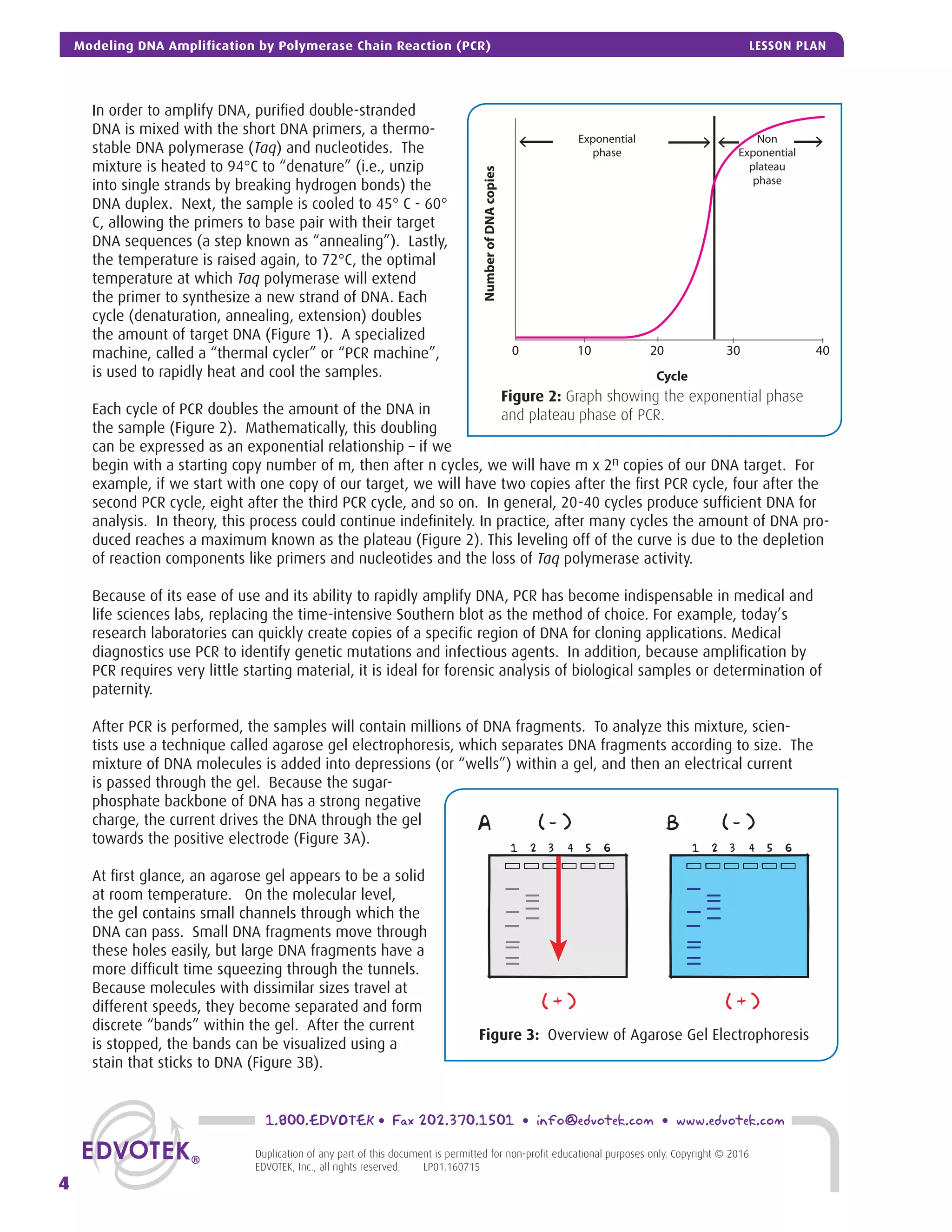 Modeling DNA Amplification by Polymerase Chain Reaction (PCR) | PDF