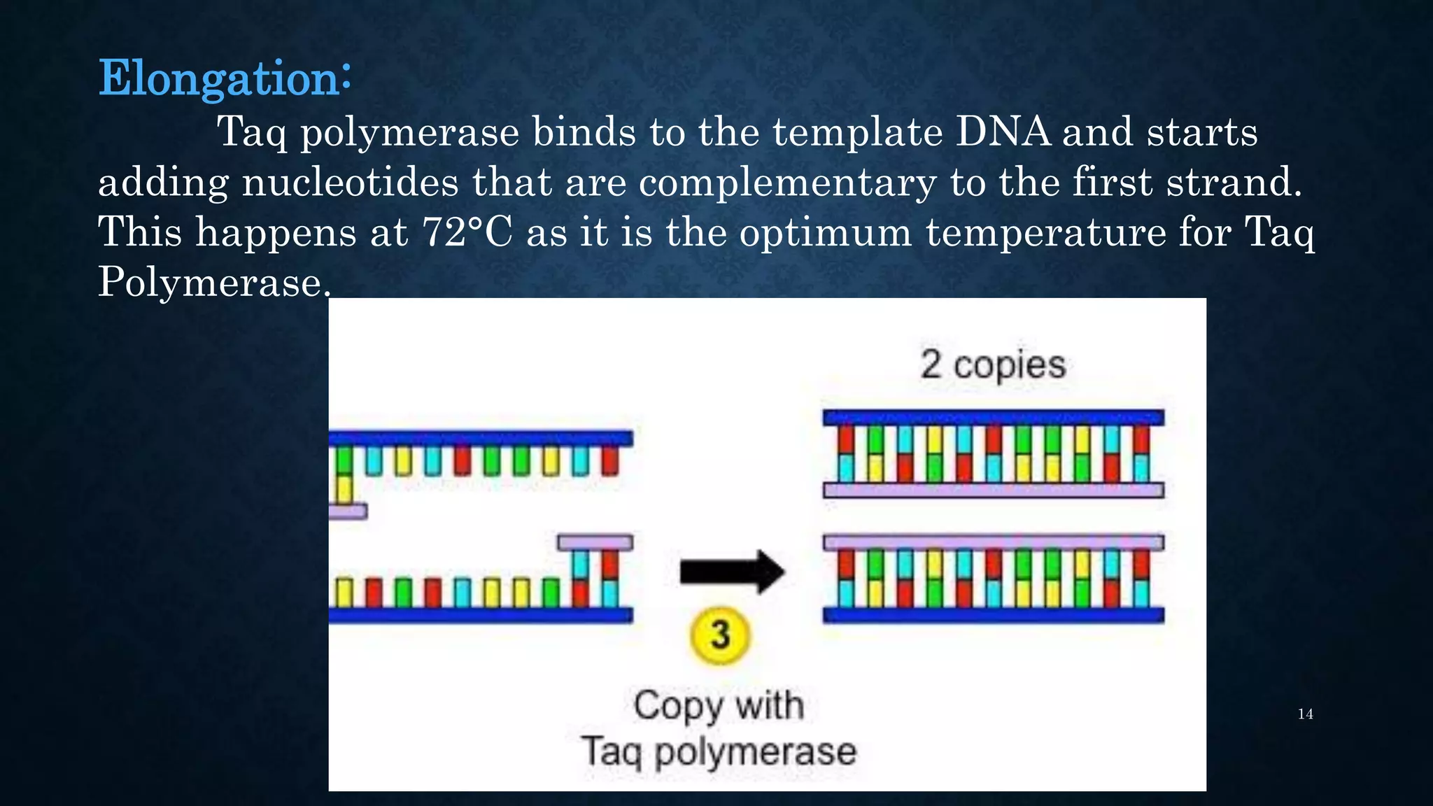 PCR Introduction | PPT