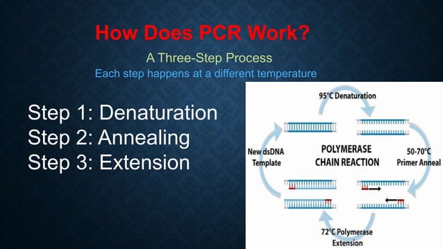 PCR Introduction | PPT