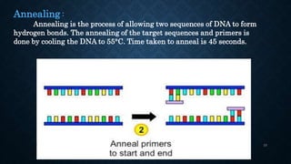 PCR Introduction | PPT