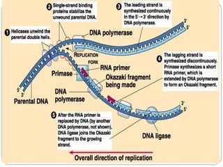 PCR Mol Biology.ppt Sequence retrieval and Primer Designing (1).pptx