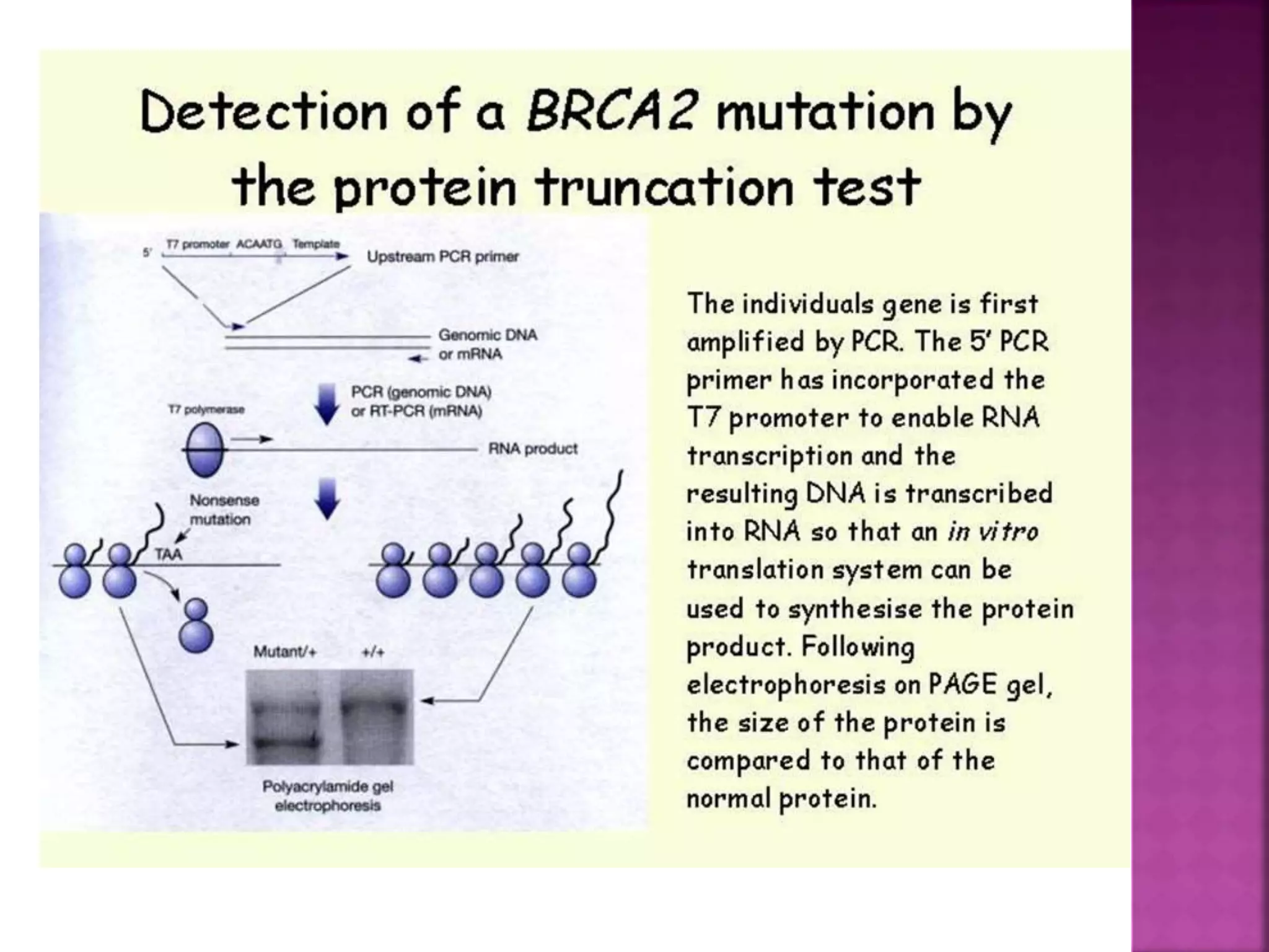 Pcr molecular diagnosis | PPTX