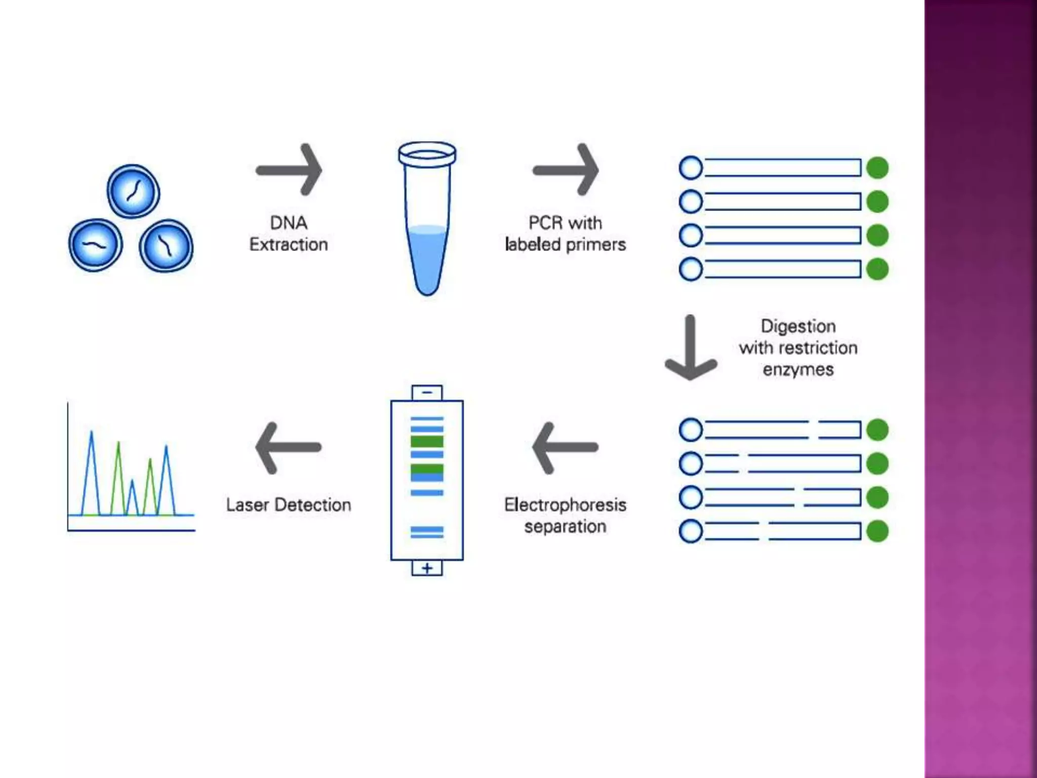Pcr molecular diagnosis | PPTX