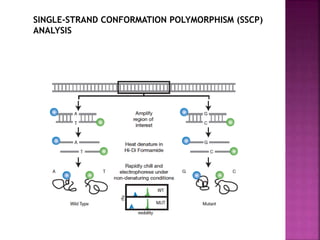Pcr molecular diagnosis | PPTX