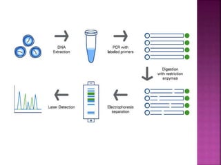Pcr molecular diagnosis | PPTX