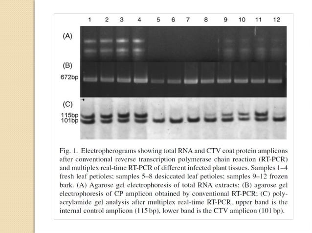 PCR & NON PCR BASED methods for detection.pptx